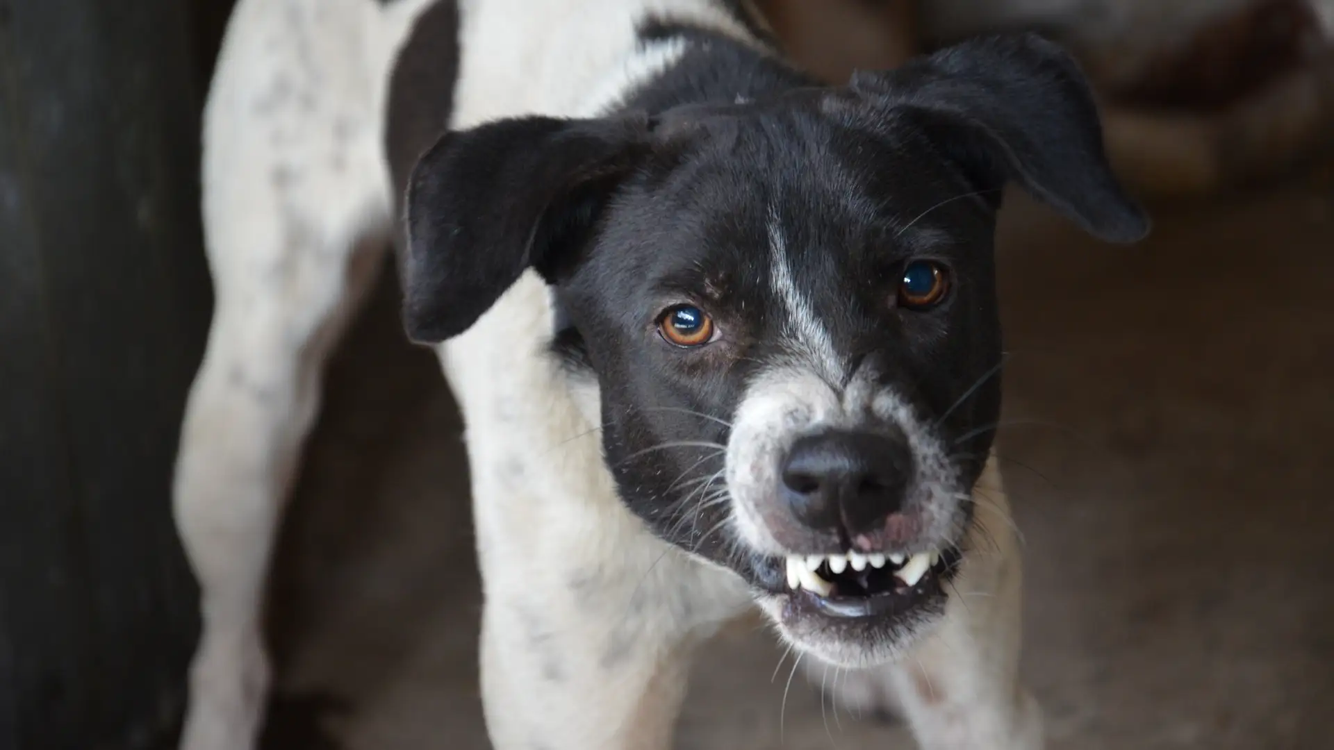 Understanding Dog Bite Laws in Indiana